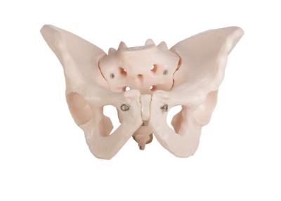 China Hand Painted Male Pelvis Anatomy Model with Two Upper Ilium Life Size PVC Medical Training for sale