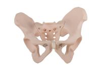 China ISO 14001 Female Pelvis Human Anatomical Model Life Size 28cm PVC Material for sale