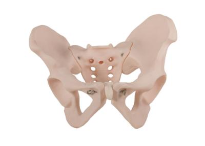 China ISO 14001 Female Pelvis Human Anatomical Model Life Size 28cm PVC Material for sale