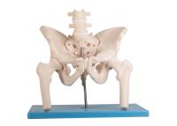 China Lumbar Spine Pelvis Femoral Human Anatomy Model with Stand PVC Medical Teaching for sale