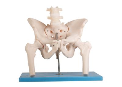 China Lumbar Spine Pelvis Femoral Human Anatomy Model with Stand PVC Medical Teaching for sale