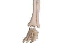 China PVC Human Foot Anatomical Model with Fibula Wire Line ISO Medical Teaching Aid for sale