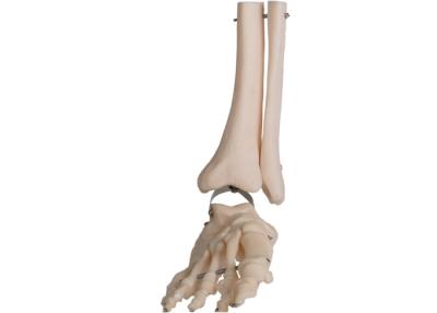 China PVC Human Foot Anatomical Model with Fibula Wire Line ISO Medical Teaching Aid for sale