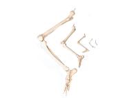 China ODM Lower Limb Human Anatomy Model PVC Materials for sale