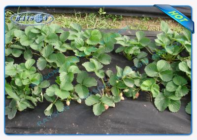 China Winter Keep Heat / Fertilizer Agriculture Non Wover Cultivating Seedling Ground Cover for sale