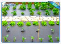 China Eco-Friendly 30gsm Black Color Agriculture Non Woven Cover For Vegetables for sale