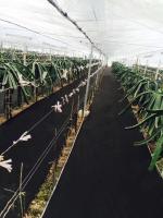 China Uv Treated Nonwoven Fabric Film Greenhouse Or Weed Control for sale