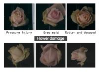 China Focusight Rose Sorting Machine and Rose Packaging Machine for sale