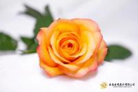 China CE Focusight Flower Sorting Equipment 8000 Branches Per Hour for sale