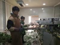 China CE Focusight Flower Sorting Equipment 8000 Branches Per Hour for sale