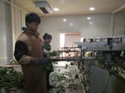 China CE Focusight Flower Sorting Equipment 8000 Branches Per Hour for sale