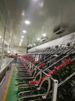 China CE Focusight Flower Sorting Equipment 8000 Branches Per Hour for sale