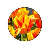 China Round Disc LED Creative Display Indoor P1.25 / P1.5 / P1.8 /  P2.5 for sale