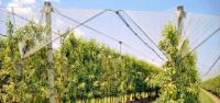 China SIDIKE Polyester Monofliament Yarn Light Weight Kiwi Trellis Support for sale