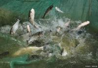 China safety DDC Fish Flavor 602 Nutritional Feed Additive For Wider Feed Material Sources for sale