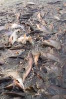 China Fine Granule Fish Flavor 632 Animal Feed Flavours To Enhance Overall Nutrition And Growth for sale