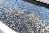 China DDCaroma Fish Flavour 628 Enhance Digestive Juice Secretion And Gastrointestinal Peristalsis for sale