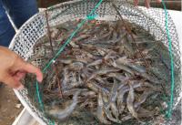 China Brown Color Fish Flavor Feed Additives Livestock For Healthy Digestion for sale