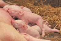 China Strong And Comfortable Milk Flavours For Swine 20kgs/ Bag Packing for sale