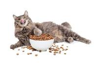 China Natural Roasted Cat Food Chicken Flavor Powder For Improved Pet Health And Taste for sale