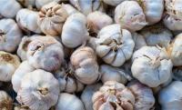 China Feed Garlicin Additive With Characteristic Garlic Odor And Powder Form for sale