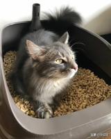 China Supremely Scented Cat Litter Powder For Long Lasting Freshness HACCP Certified for sale