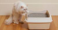China Effective Odor Neutralizing Cat Litter Powder In 25kg Convenient for sale
