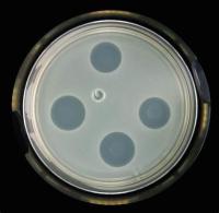 China DDC Animal Feed Acidifier Bacteriostatic Effect Against Harmful Bacteria for sale