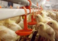 China DDC Animal Feed Acidifier Bacteriostatic Effect Against Harmful Bacteria for sale