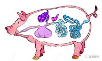 China Livestock Feed Acidifier Effective Digestive And Antibacterial Functions for sale