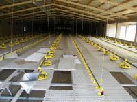 China Microencapsulation Technology Poultry Feed Acidifier For Better Gastrointestinal Health for sale