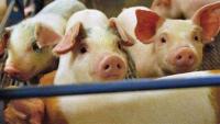 China Swine Feed Additives Feed Acidifier Boosted With Organic Acid for sale