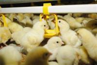 China Safety Organic Acid Acidifiers In Animal Nutrition Improve Health for sale