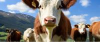 China Highly Recommended Sweetner for Animal Feed White Recommended Dosage 1-2% Of Total Feed Weight for sale