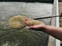 China Sweeteners Feed Sweetener 18 Months Shelf Life for Animal Feed for sale