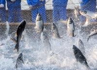 China DDC Flavor Musk The Ultimate Fish Flavor For Animal Feed for sale