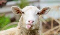 China Enhance Your Feed s Flavor with Mutton Fat Flavor For Animal Feed The Ultimate Solution for Animal Feed Manufacturers for sale