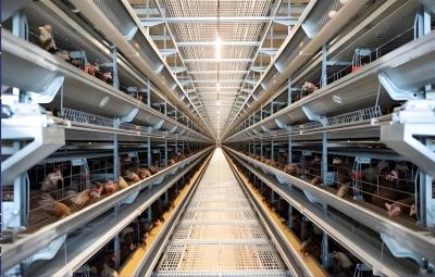 China 2.5 - 4.5 Meters Steel Structure Poultry House Chicken Coop Steel Frame EN1990 for sale