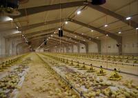 China Q235B Steel Frame Chicken Coop ASTM A123 4.6 Meters  Broiler Poultry House for sale