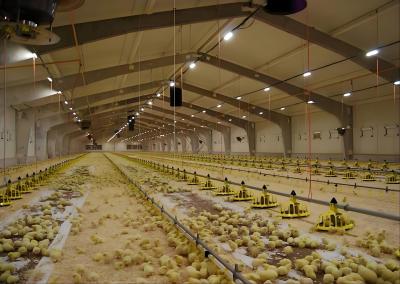 China Q235B Steel Frame Chicken Coop ASTM A123 4.6 Meters  Broiler Poultry House for sale