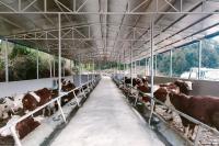 China Q355B Steel Structure Poultry House 2.8 - 4.8m Anti Corrosion Galvanized Steel Structure for sale