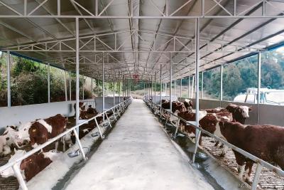 China Q355B Steel Structure Poultry House 2.8 - 4.8m Anti Corrosion Galvanized Steel Structure for sale