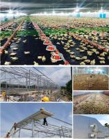 China CE Livestock Farm House Steel Structure Chicken House And Equipment For Chicken for sale