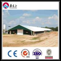 China Customized Automatic Broiler Floor Feeding Line System With Steel Structure Chicken House for sale