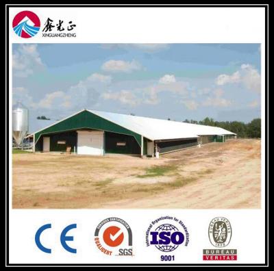 China Customized Automatic Broiler Floor Feeding Line System With Steel Structure Chicken House for sale