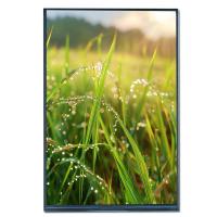 China 10.1 Inch Industrial TFT LCD Monitor 800x1280 350 Nits IPS Display MIPI 40 for sale