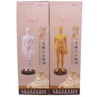 China Bronze Human Body Acupuncture Model Manikin with Male Acupoints and Meridian Points for sale