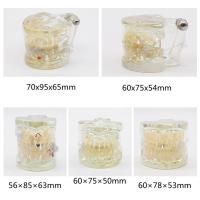 China Plastic Dental Teaching Model For Oral Tooth Brushing Exercise OEM ODM for sale