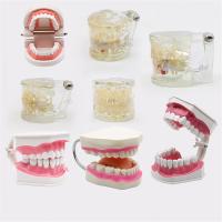 China Plastic Dental Teaching Model For Oral Tooth Brushing Exercise OEM ODM for sale