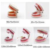 China Plastic Dental Teaching Model For Oral Tooth Brushing Exercise OEM ODM for sale